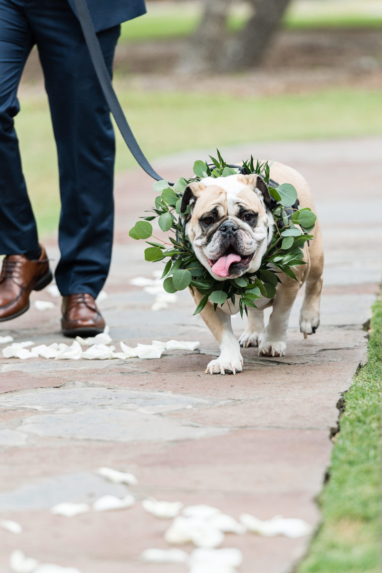 How to Include Pets in Your Wedding: Creative and Practical Tips for a ...